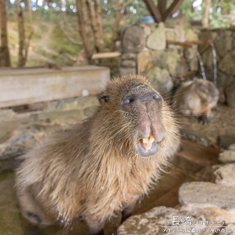 秋吉 健 on Twitter: "RT @capybarahp: おはようございます。 #カピバラ #水豚 #capybara #おはよう https://t.co/yVPFH9zbLP ...
