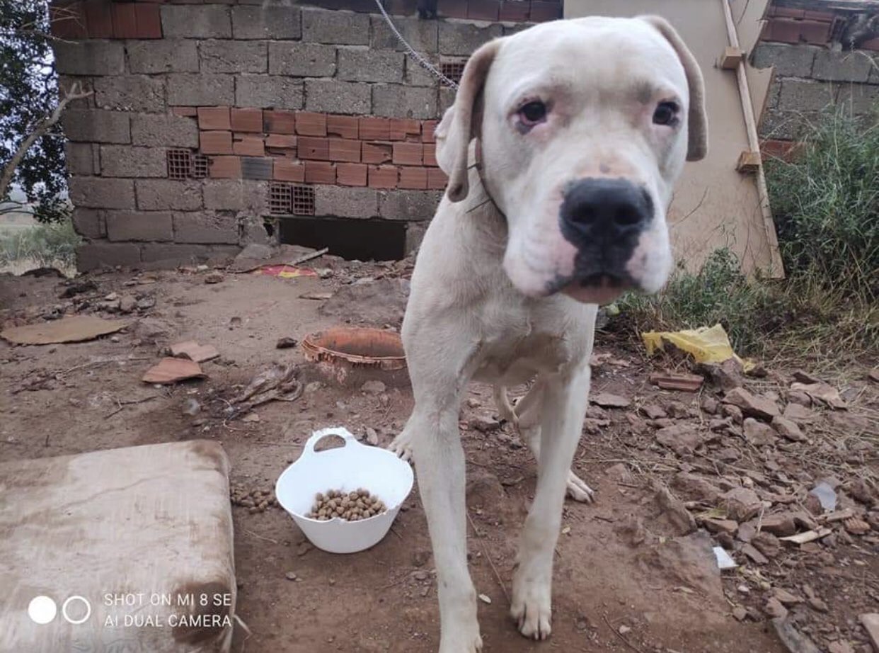 Wet Nose Animal Rescue (@AnimalNose) / Twitter Wet Nose Animal Rescue (@AnimalNose) / Twitter