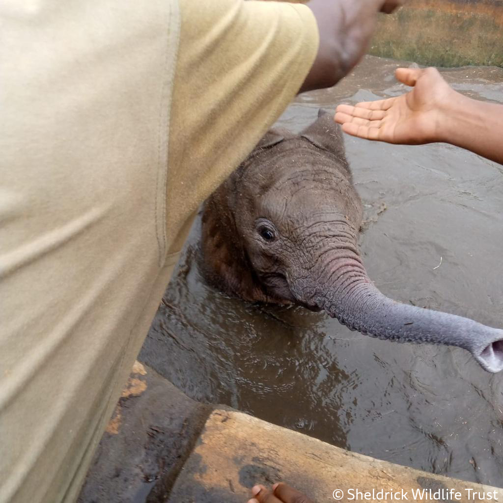 Hope: A Story of Compassion and Resilience in the Wild – New and Tips