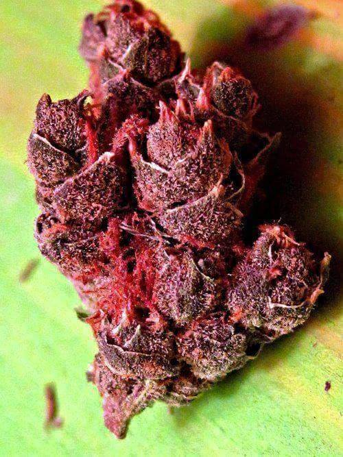 Red Weed Nugs