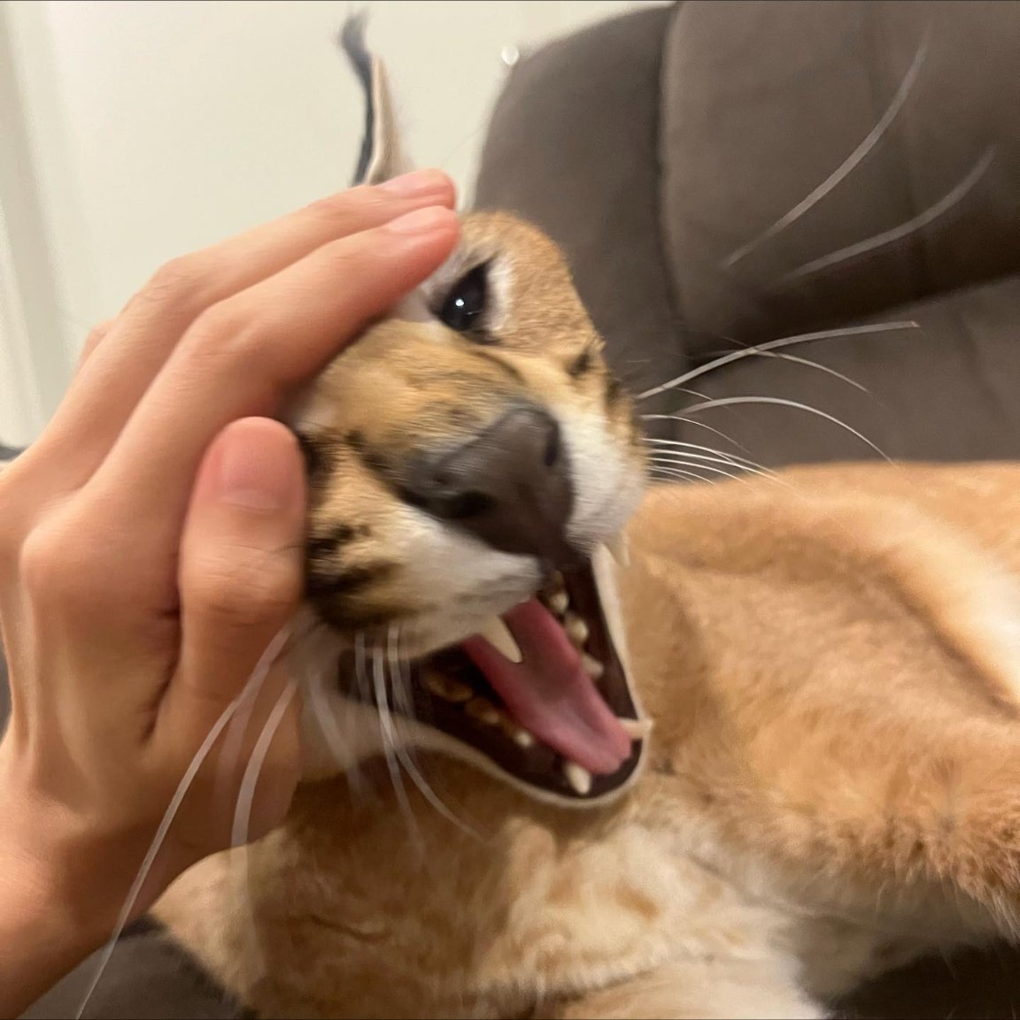 LilithFromTBOI on Twitter: "la floppa"