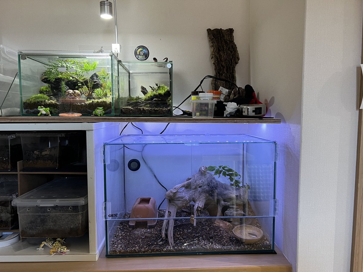 ダイソー『LEDテープライト』がSNSで話題に！インテリア、フィギュア、ミニチュアのライトアップにも | Jocee