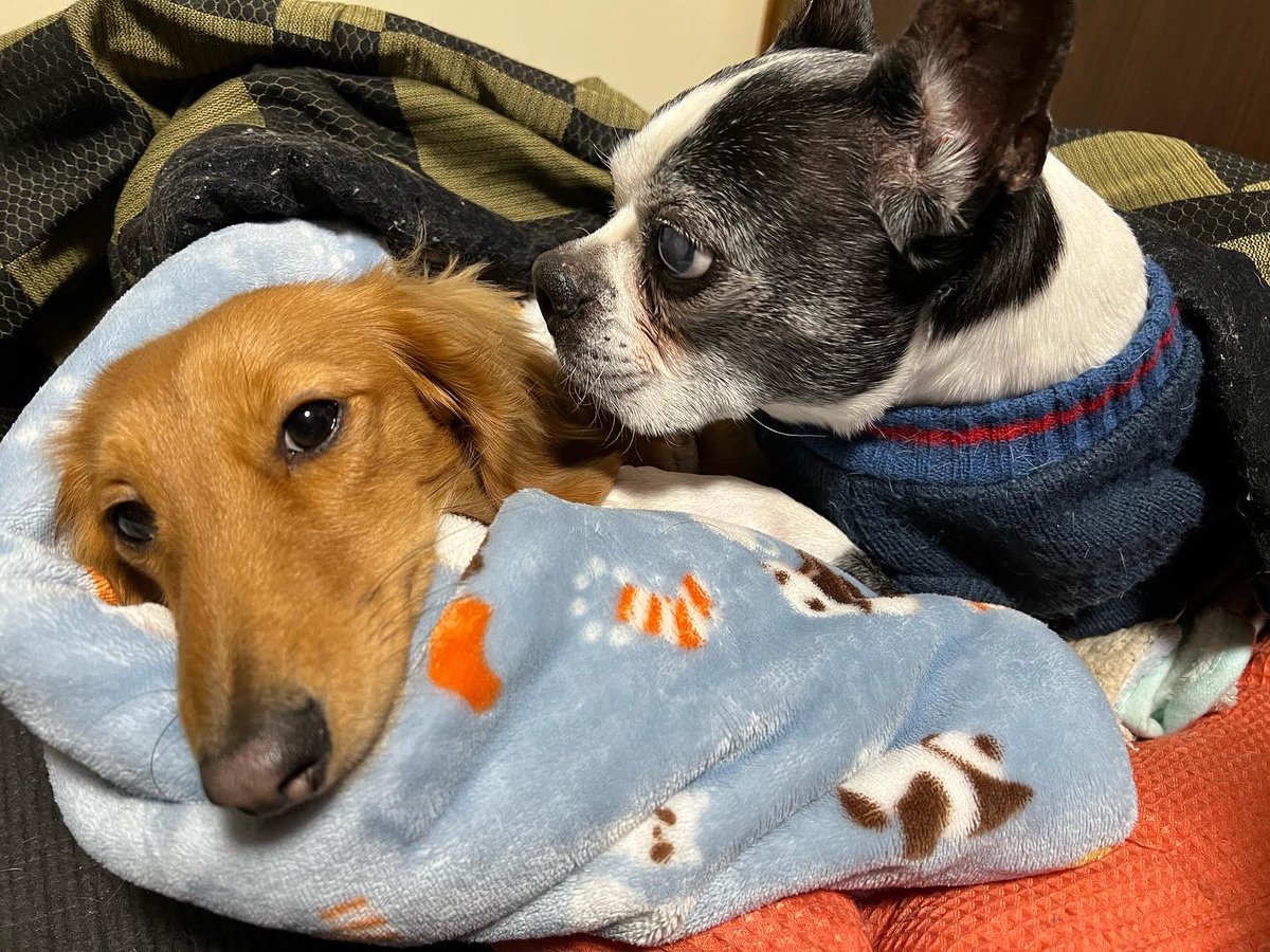 「こんにちは今日の0:30いぎたんがお空にいきましたからね同様、こちらでもたくさん」|kwme減煙のイラスト