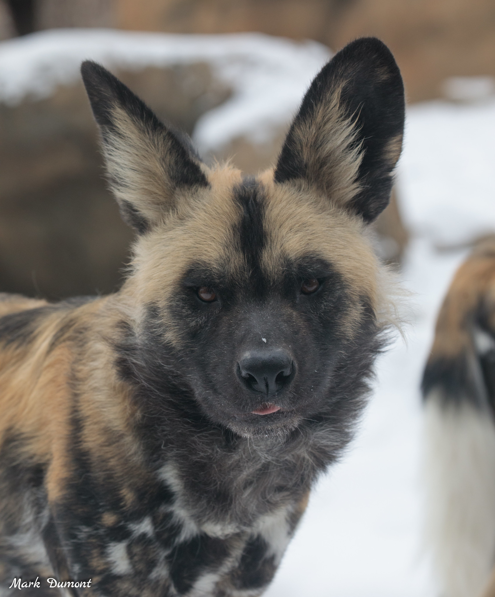 African Wild Dog Endangered
