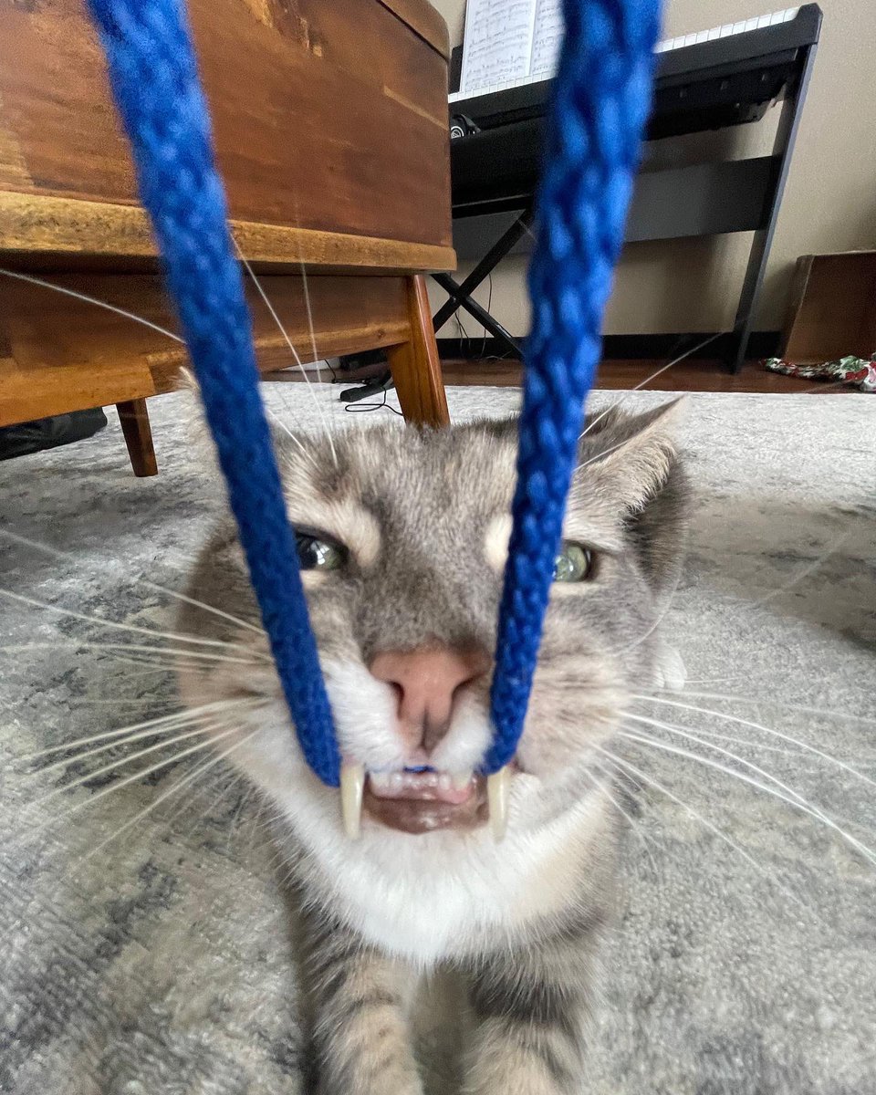 powerful fang energy cats being weird little guys @weirdlilguys