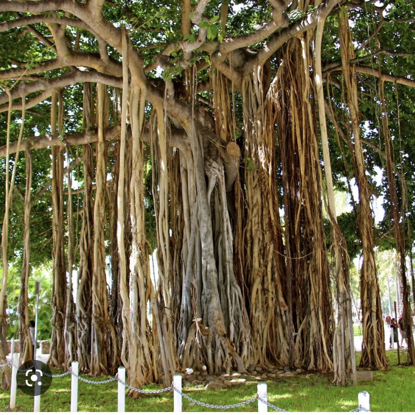 (1/14) There are astha (8) human & 4 non human “chiranjeevis ...