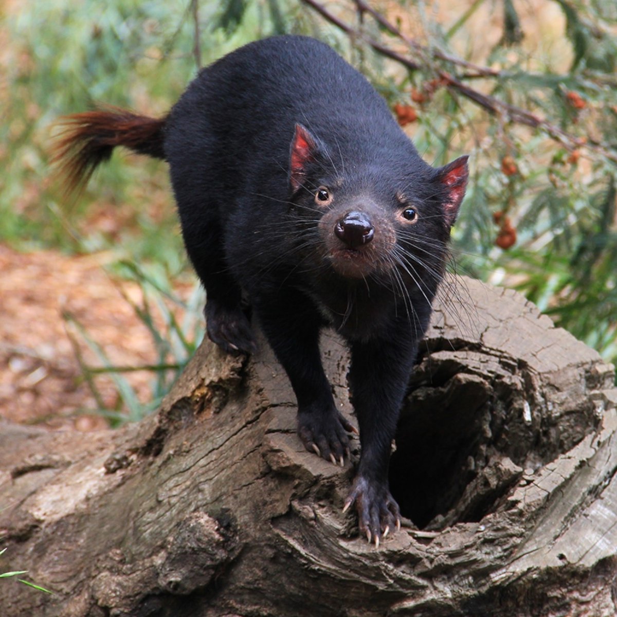 Good Girl Gang ΘΔ on Twitter: "RT @ShuryaSHISH: Fursona vs species Tasmanian devils are not very ...