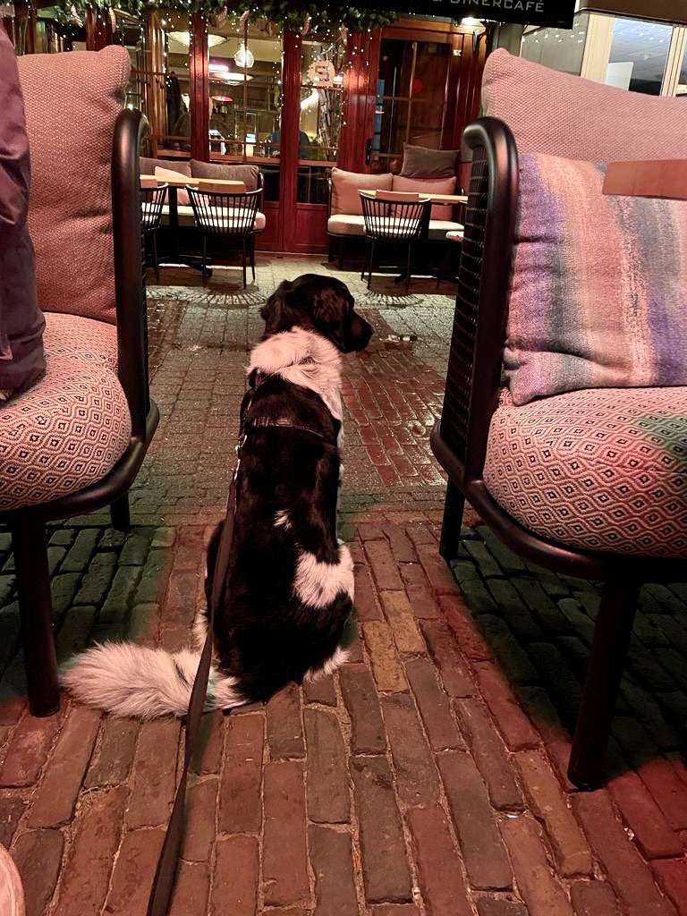 Edwin Klomp ️ ASBR on Twitter: "Ik sta ‘op wacht’ als de baasjes eten … @Smulpotlife # ...