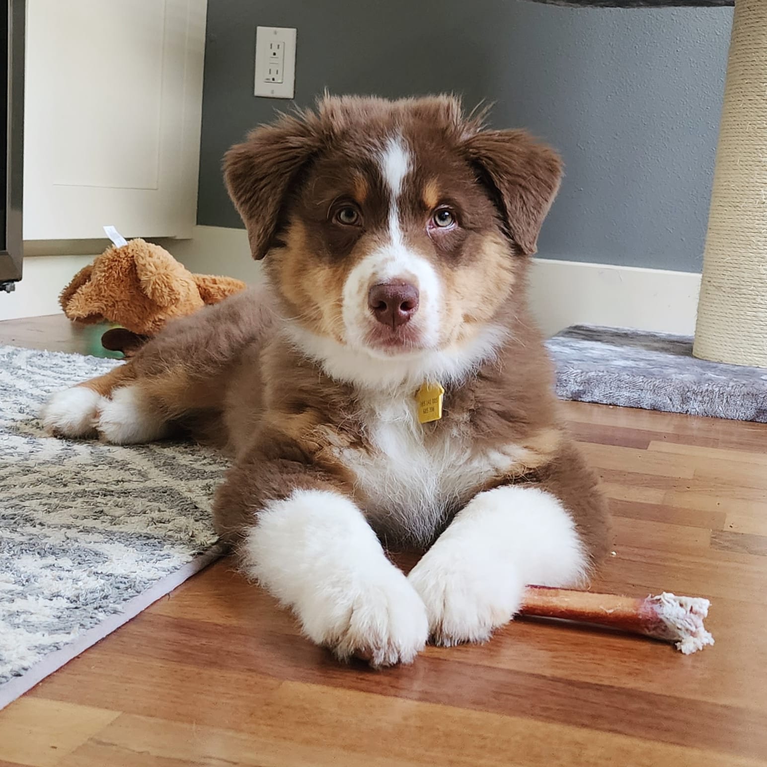 Ashley Aoki on Twitter: "Puppy blues have been hitting me HARD 😅 I'm so exhausted He is 13 weeks ...