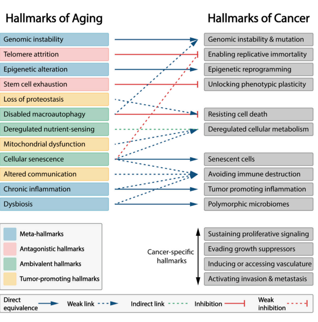 🥼Agingdoc1⭐MD, PhD 🔔 on Twitter: "Meta-hallmarks of aging and cancer Carlos López-Otín, Federico ...