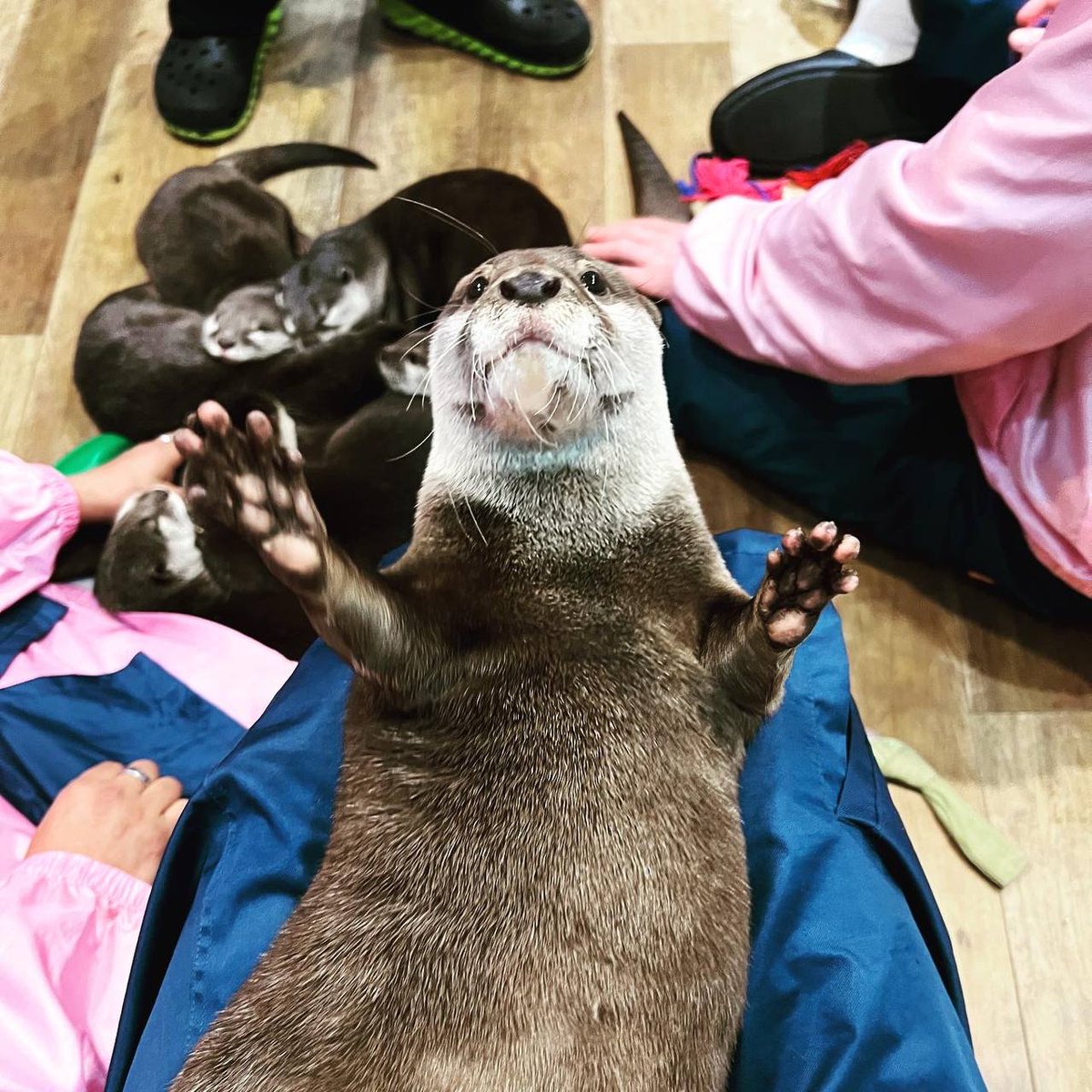 LarkinLoveRules.TV on Twitter: "Got to pet some short-clawed asian otters. They're so cute 🥰🥺"