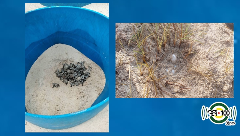 JS100 on Twitter: "ฟักตัวรังที่ 2 ! ลูกเต่ากระ อุทยานแห่งชาติอ่าวสยาม ลืมตาดูโลก 80 ตัว นำไป ...