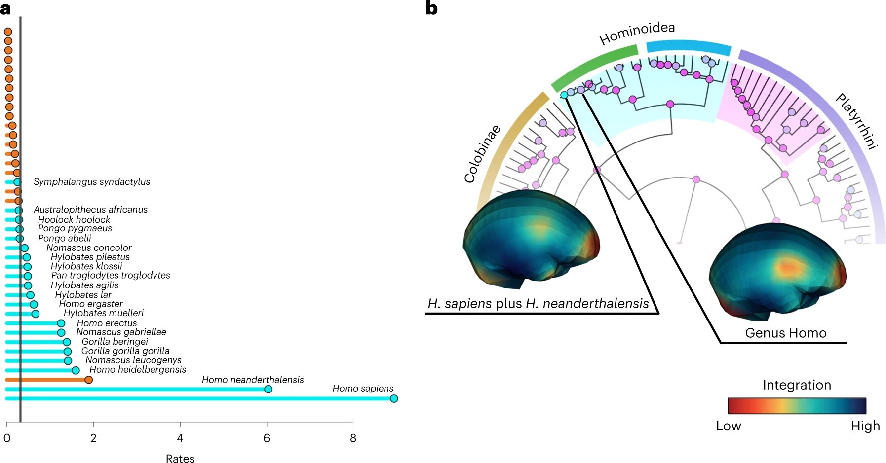 Homo Sapiens Neanderthalensis Timeline