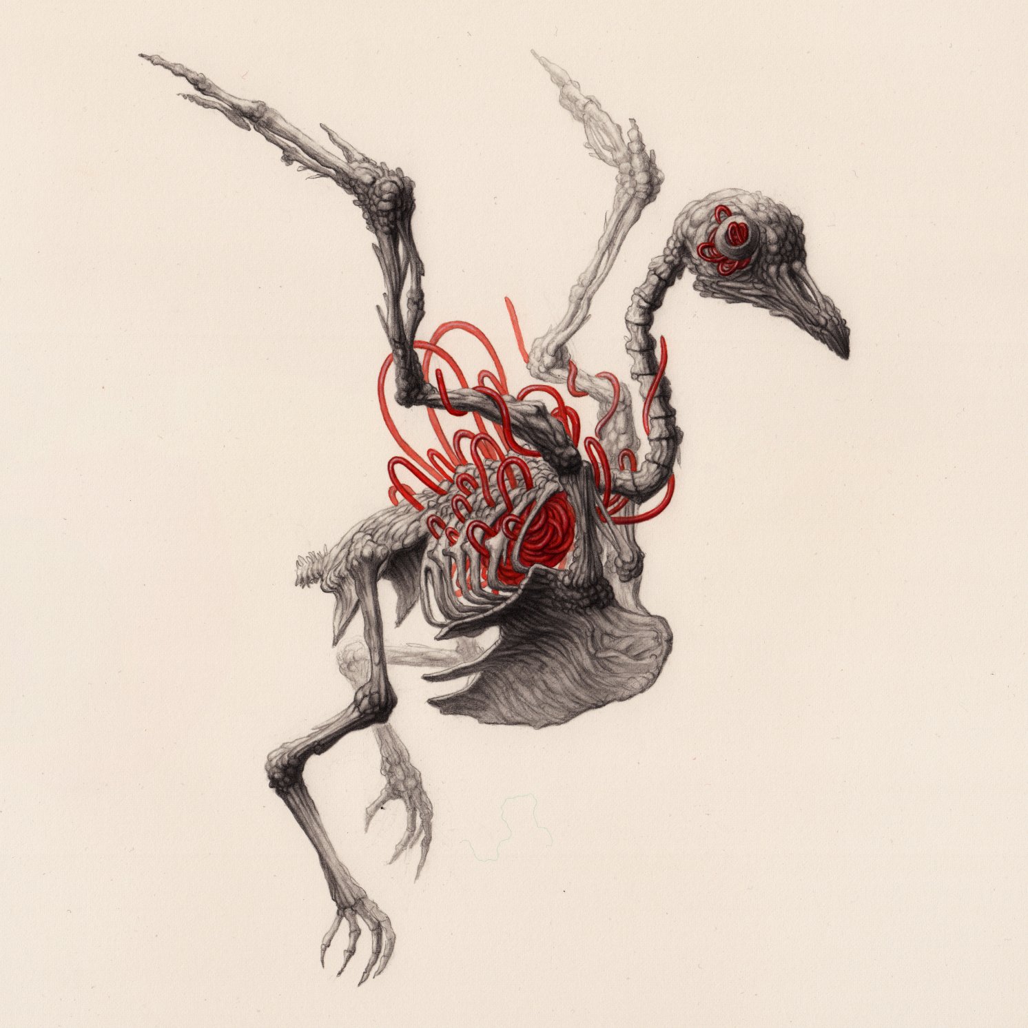 Bird Skeleton Drawing