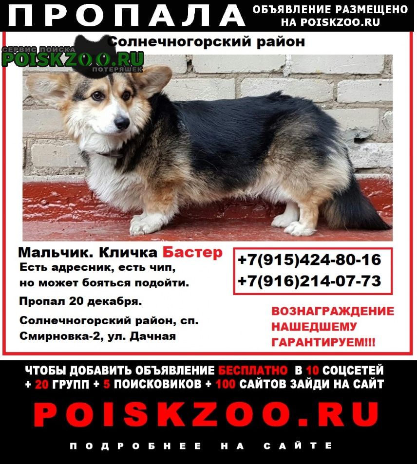POISKZOO.RU™ on Twitter: "Пропала собака кобель Солнечногорск Подробнее по ссылке: https ...