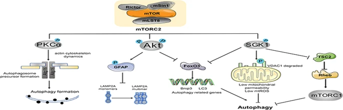 🥼Agingdoc1⭐MD, PhD 🔔 on Twitter: "mTORC2: a multifaceted regulator of autophagy https ...