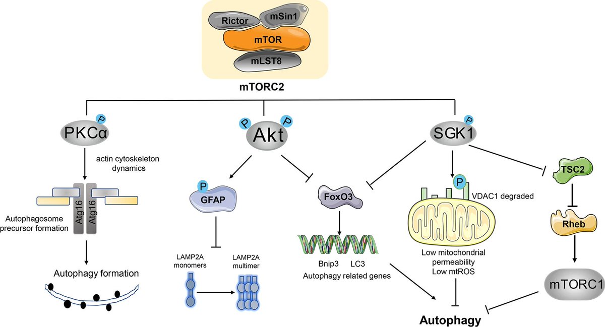 🥼Agingdoc1⭐MD, PhD 🔔 on Twitter: "mTORC2: a multifaceted regulator of autophagy https ...
