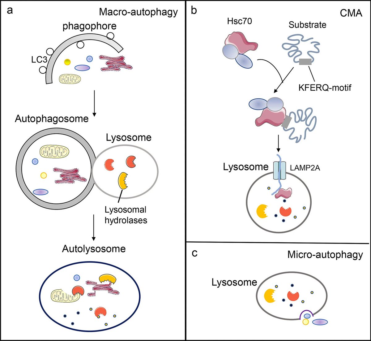 🥼Agingdoc1⭐MD, PhD 🔔 on Twitter: "mTORC2: a multifaceted regulator of autophagy https ...