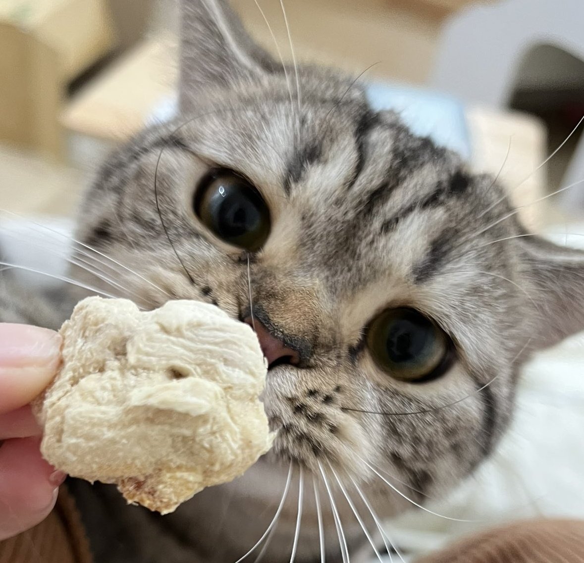 นับถือศาสนาปอร์เช่ ft. champagne poppin’ on Twitter: "RT @Nl_lMB: ตอนอ้อนขอกิน ตอนไก่เข้าปากแล้ว"