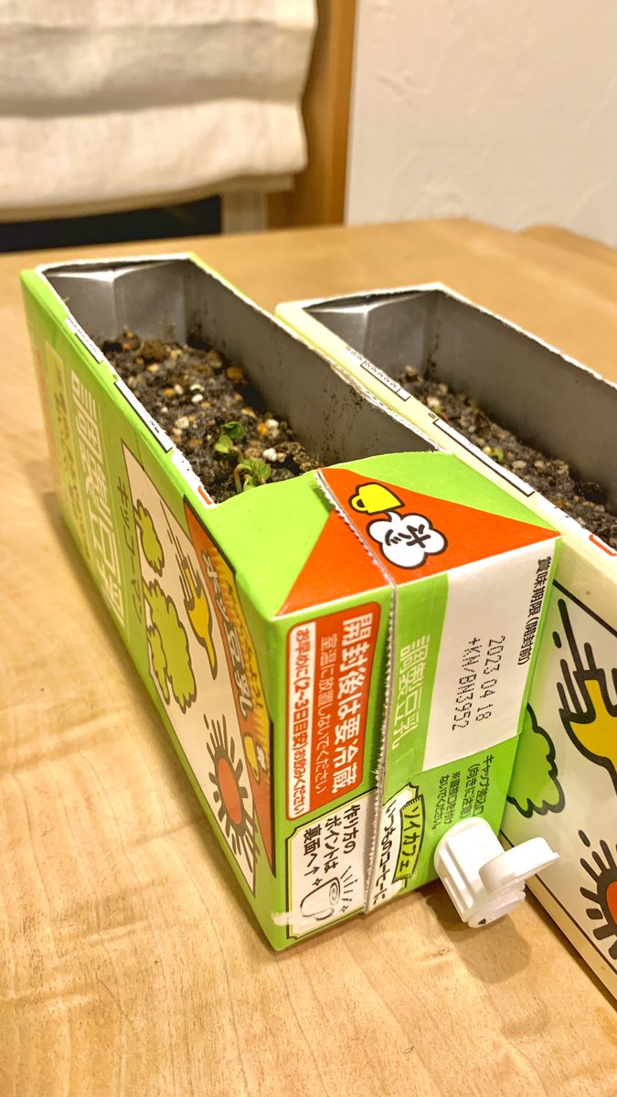 ぽたろうの家庭菜園HACK on Twitter: "ラディッシュの豆乳容器栽培、始めました。 鉢として使う際、注ぎ口が排水口になるよう配慮された構造をしています。さすがはキッコーマン #家庭 ...