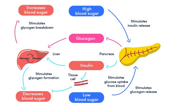 A study from 2018 showed 88% of US adults suffer from poor metabolic ...