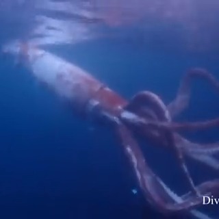 Buzos de Japón capturan imágenes de un calamar gigante de 2,5 metros ...