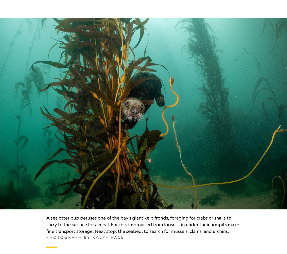 NatGeoMaps on Twitter: "There may have been as many as 300,000 sea ...