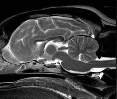 Dog Brain Mri