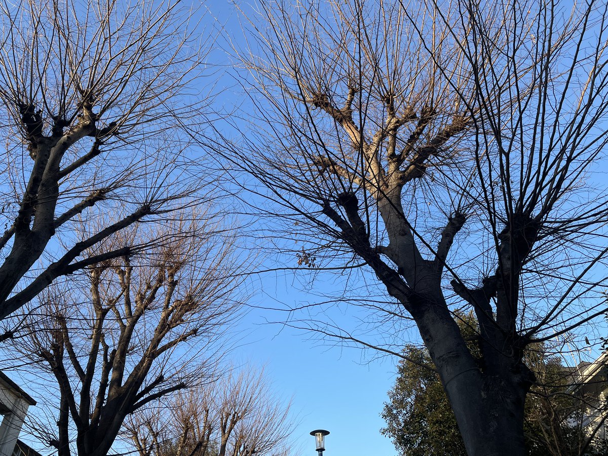 武内享 On Twitter みんなおはよう!今日もブイブイで!・「・・・飛ぶのネジなのかー」とブツブツ言いながらゴミ捨てへ(笑)今朝はちょっと暖かい感じする。東京は快晴。体温363。