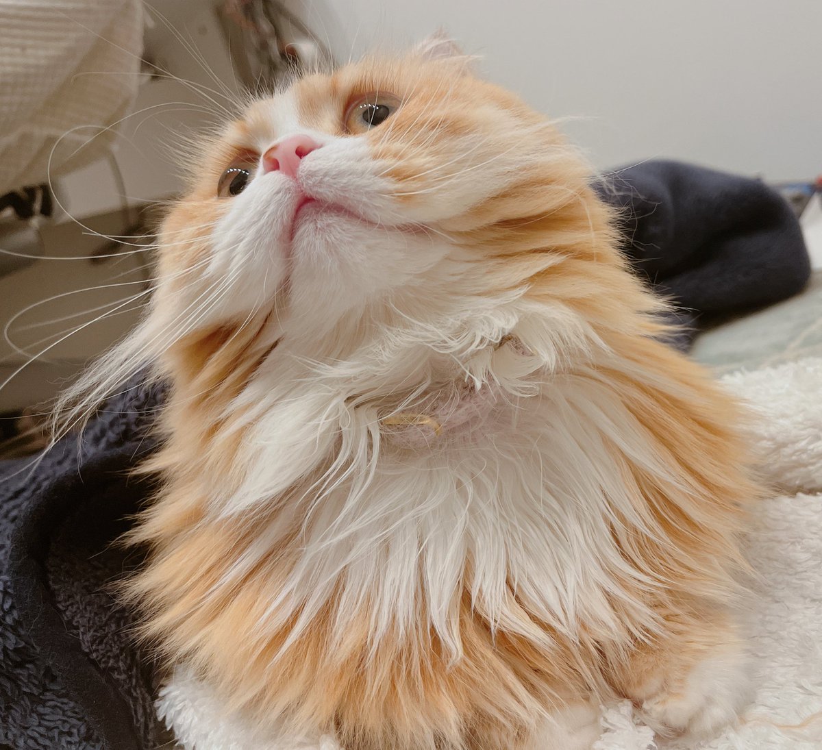 unaceechanさんのイラストまとめ