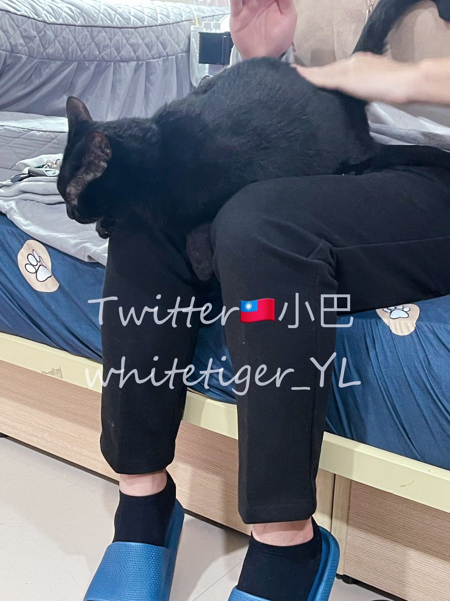 小巴🐈⬛熱蠟除毛ฅ•ω•ฅ(台中預約210後) On Twitter 抱歉來的客人都被我家貓貓騷擾⁎⁍̴̛ᴗ⁍̴̛⁎ 他們很可愛你們就原諒他們ㄅ ´ `
