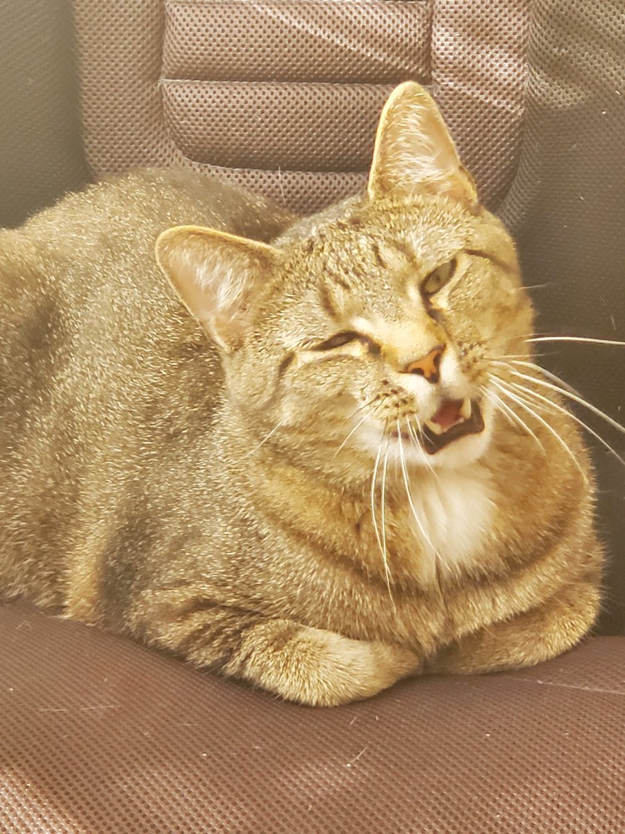 Zudofu( •̀ ω •́ ) 🔞 on Twitter: "Oh seems about right lmao *dies* (my crazy cat gary)"