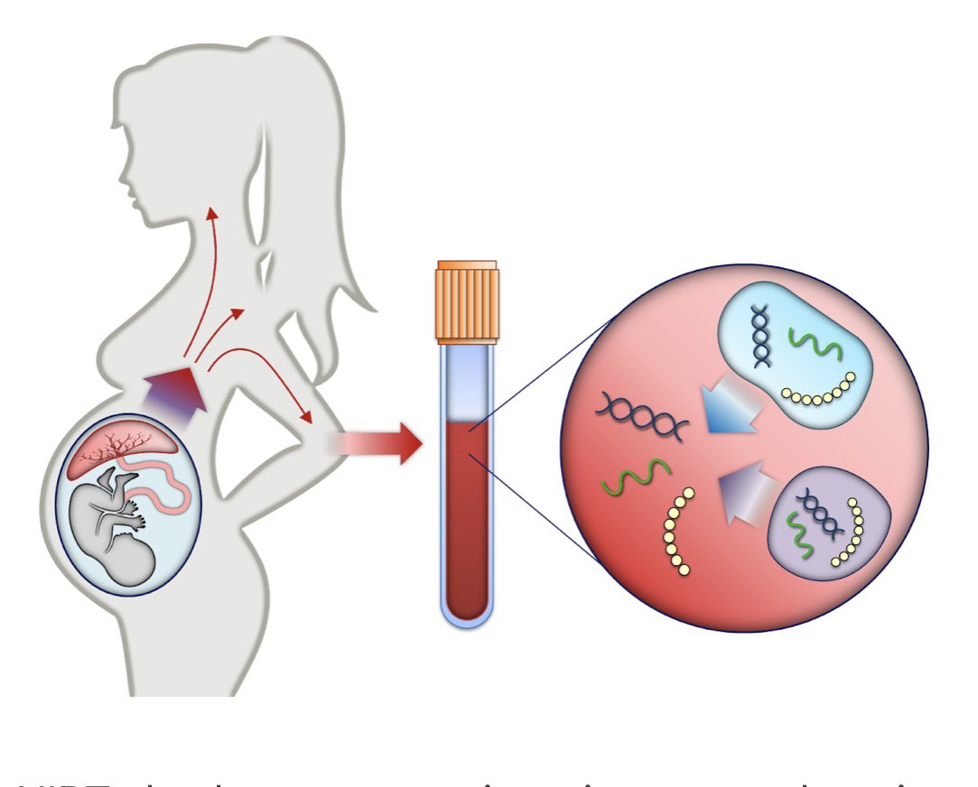 ⭕️ تتعدد الفحوصات والتحاليل التي تقوم بها المرأة خلال فترة حملها، وسنتناول في سلسة التغريدات ...