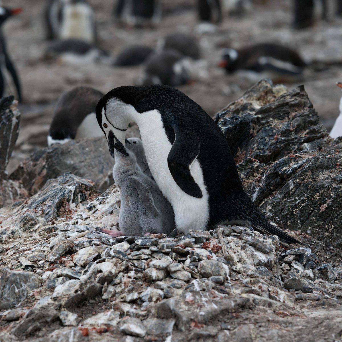 葛葉@C101ありがとうございました on Twitter: "RT @BAS_News: New penguins just dropped ...