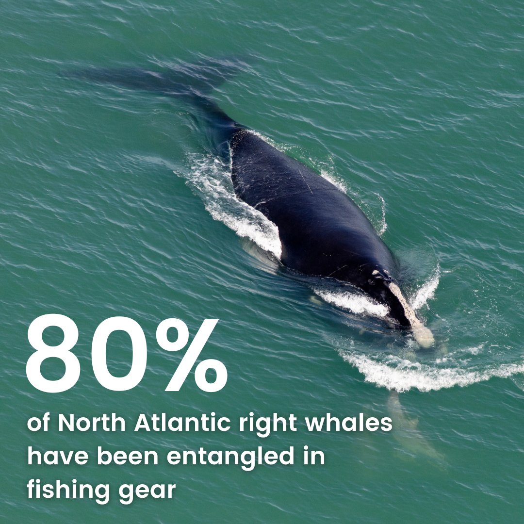 Cetaceans.org on Twitter: "#Entanglement is the leading cause of injury and death to the # ...