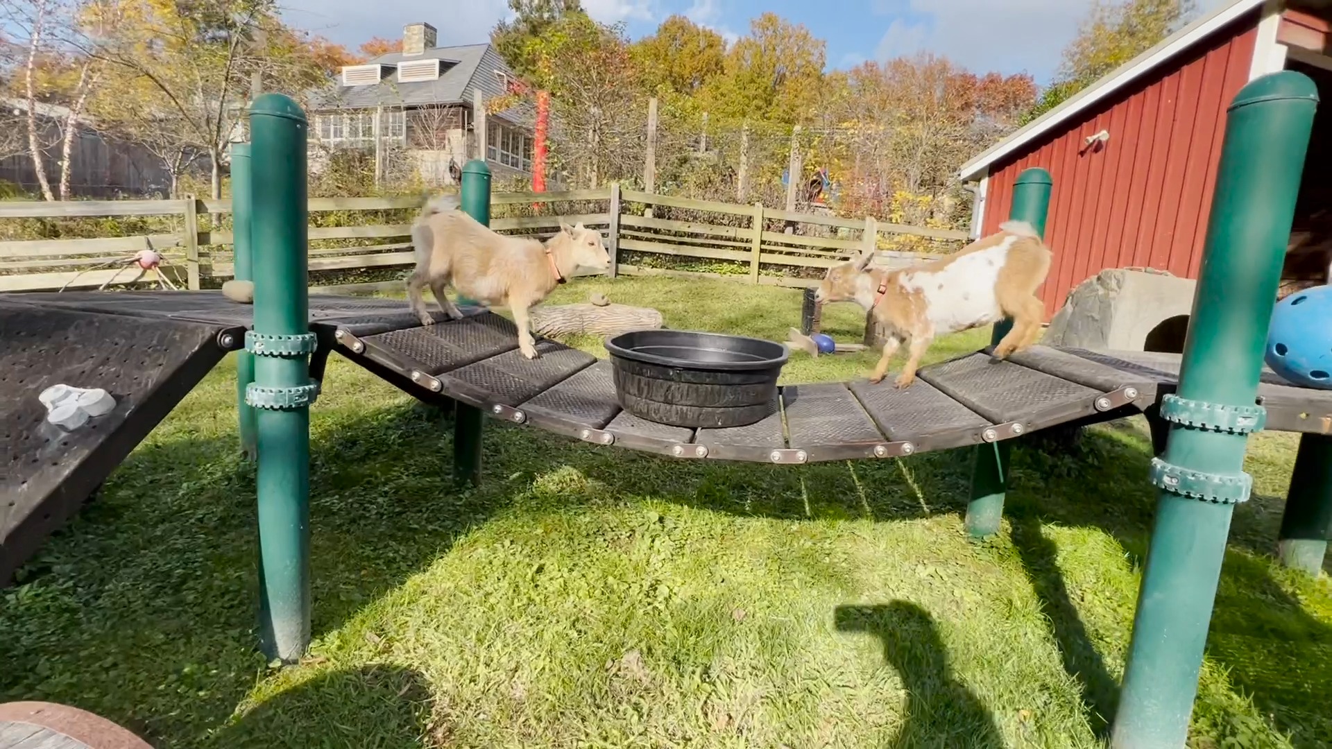 Goat Playground Ideas