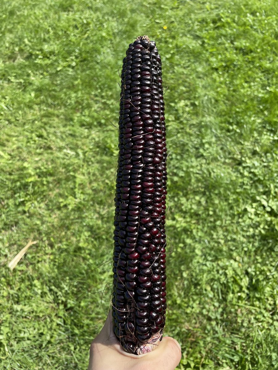 Bizarrrefruit On Twitter Vote Below For Your Preferred Instrument Of