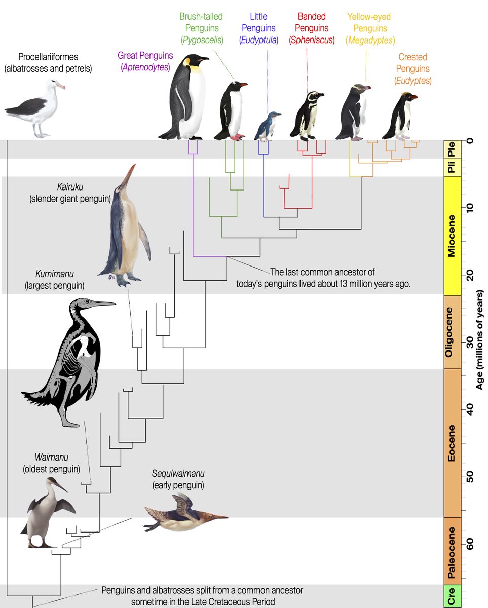 Extinct Penguin Species List
