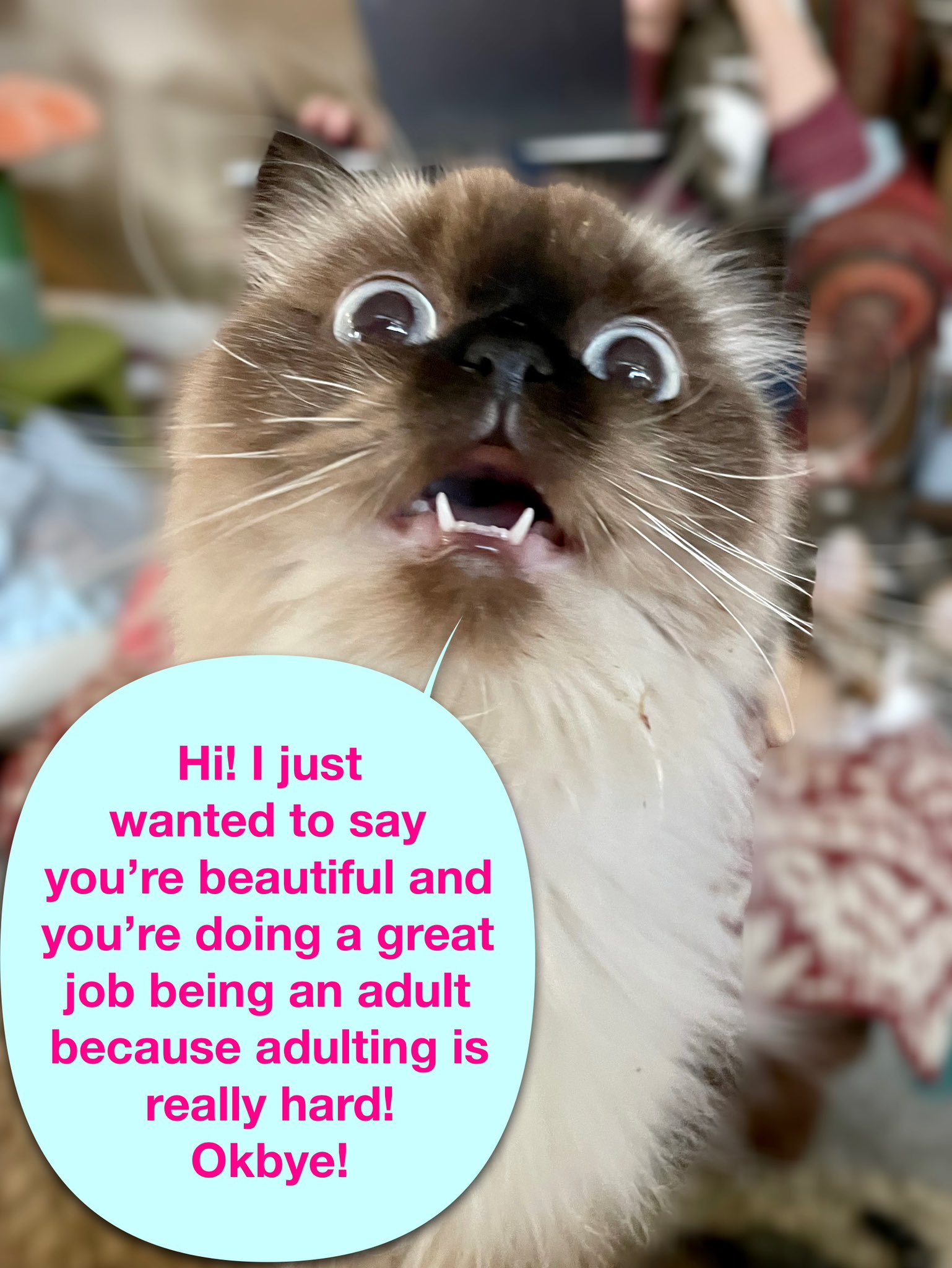 Cheer Up Cat Meme Wholesome Pics And Memes Might Cheer You Up