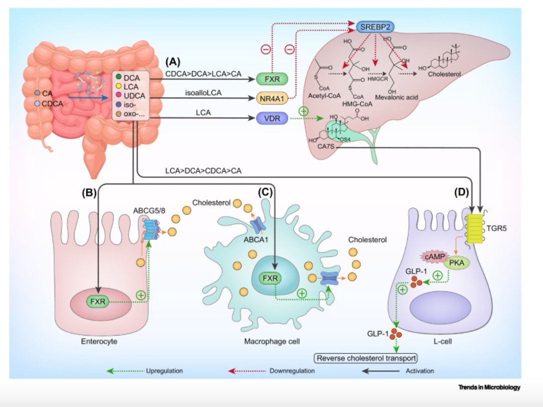 GutMicrobiota Health on Twitter: GutMicrobiota Health on Twitter: