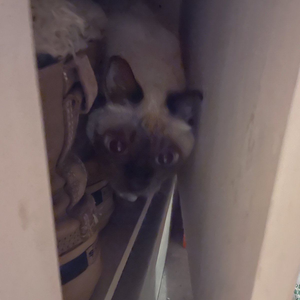 kawaii_nekopiさんのイラストまとめ