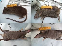 Breaking! Please read & share There has been a seasonal outbreak in ...