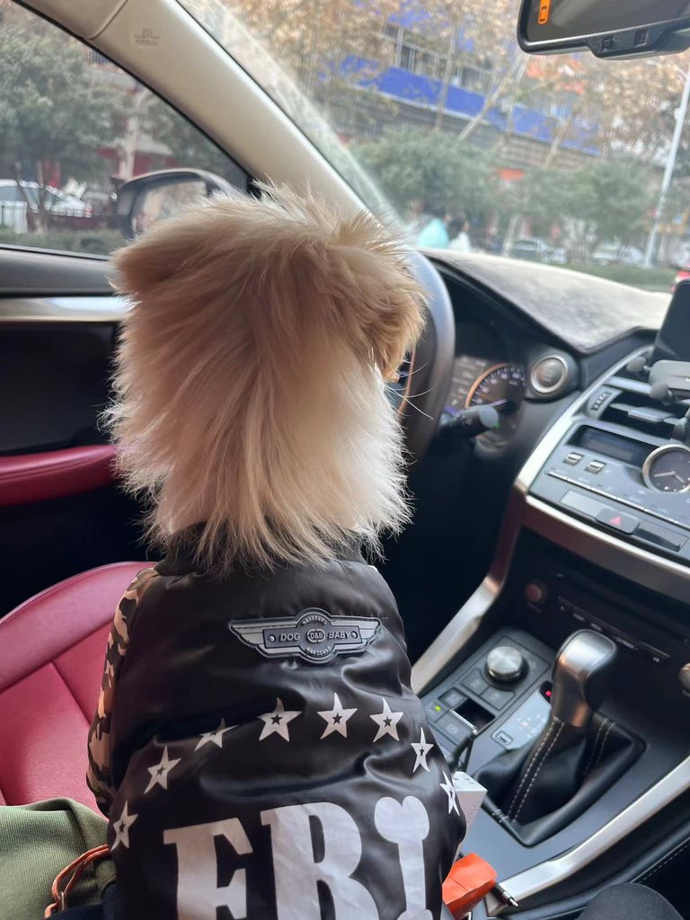 贺江兵 On Twitter 谢谢高瑜gaoyu200812 大姐的关心;谢谢 蔷薇lovedcyrose 小妹的专业指导!感谢各位朋友的关心与帮助!我也感动于我的小狗的坚强!🙏🍎