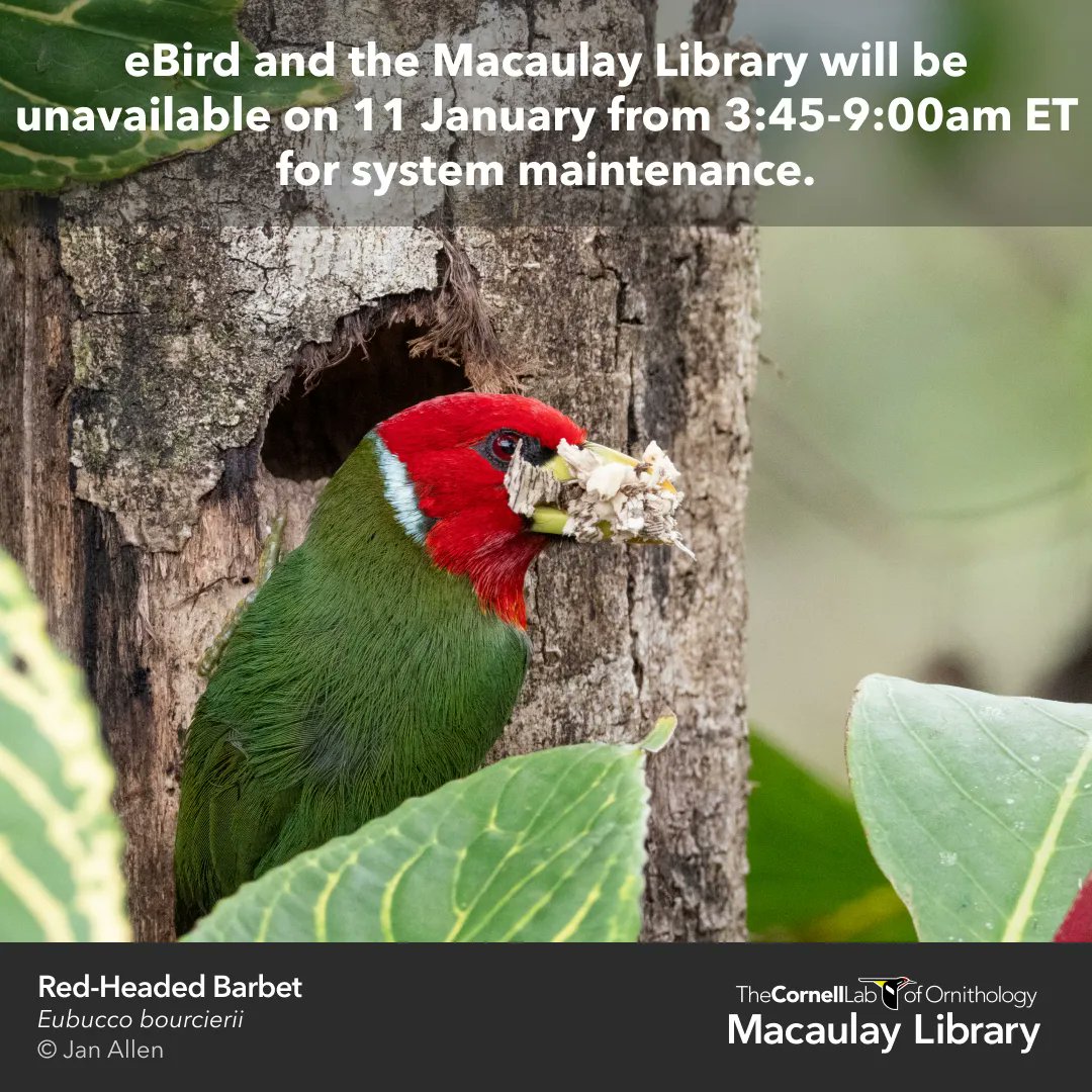 eBird (@Team_eBird) / Twitter