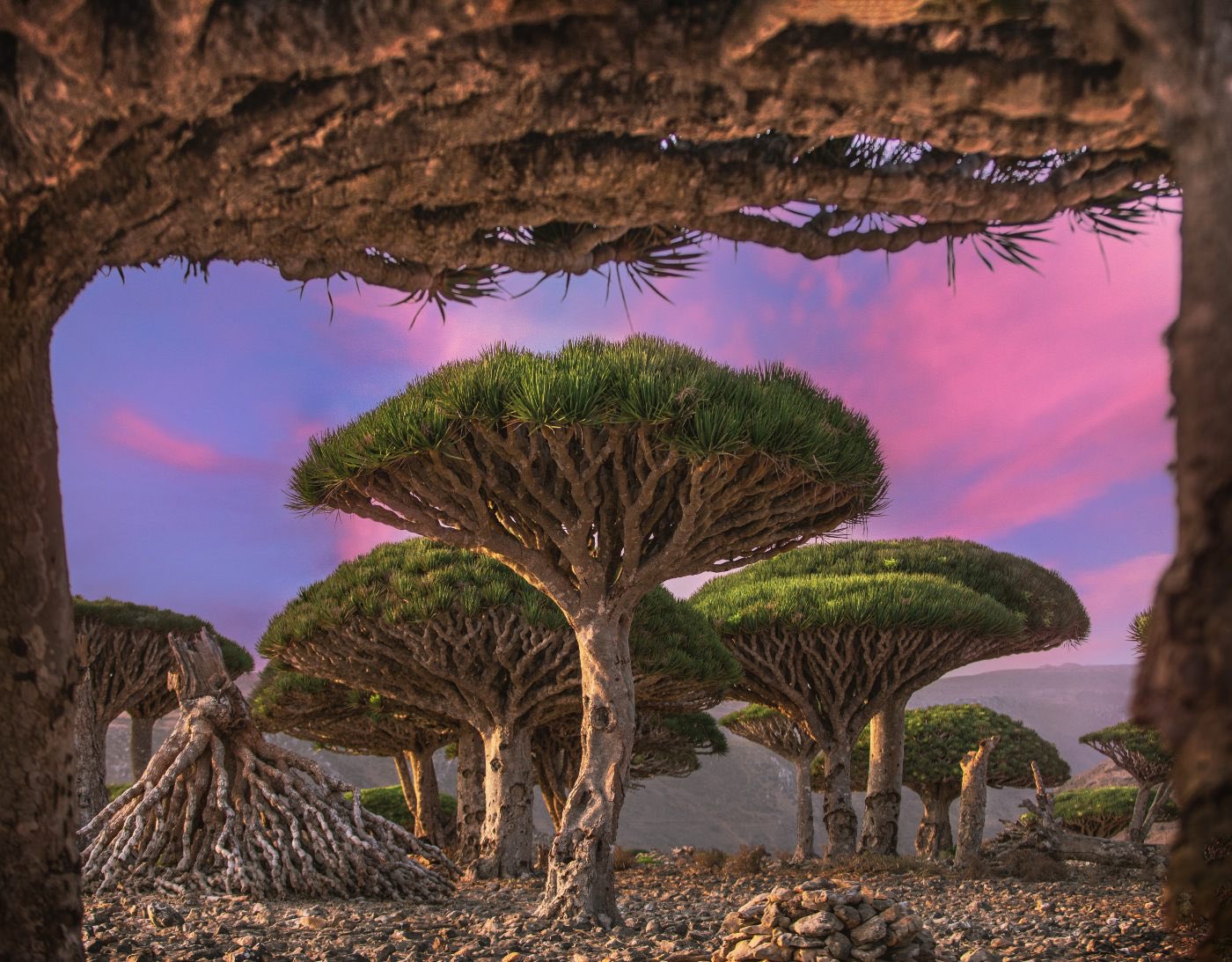 beautiful Arab on Twitter: "Socotra Island, Yemen https://t.co/mSzrbWawxU" / Twitter