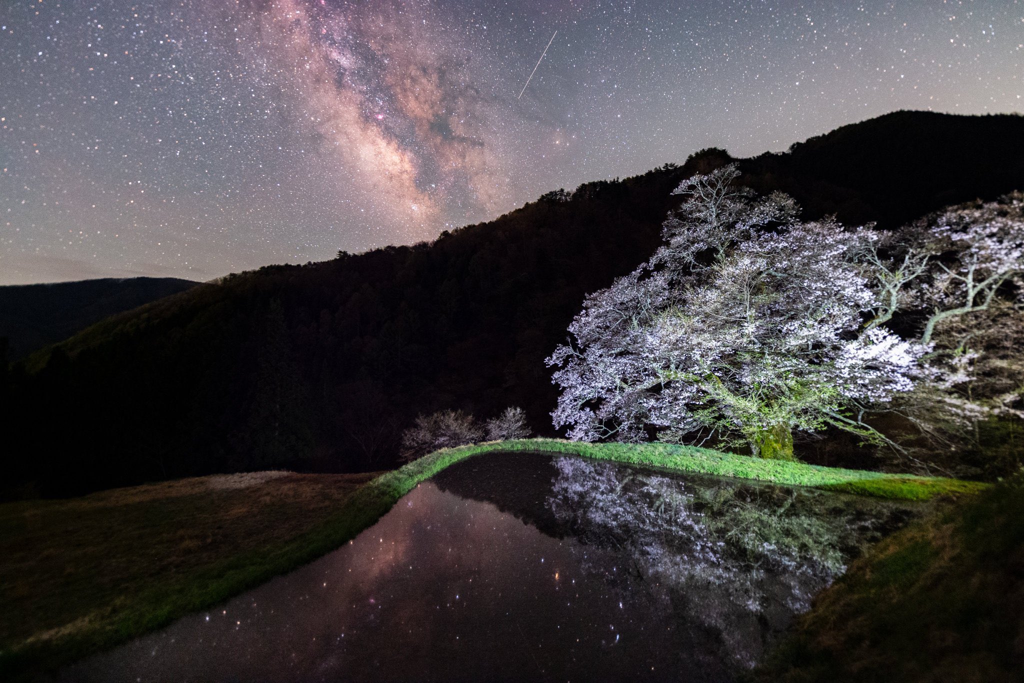 hacci @春先取り投稿中 on Twitter: "駒つなぎの桜 https://t.co/wI0jADbmXh" / Twitter