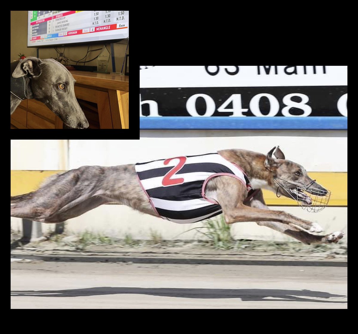 Why Is Dog Racing Bad