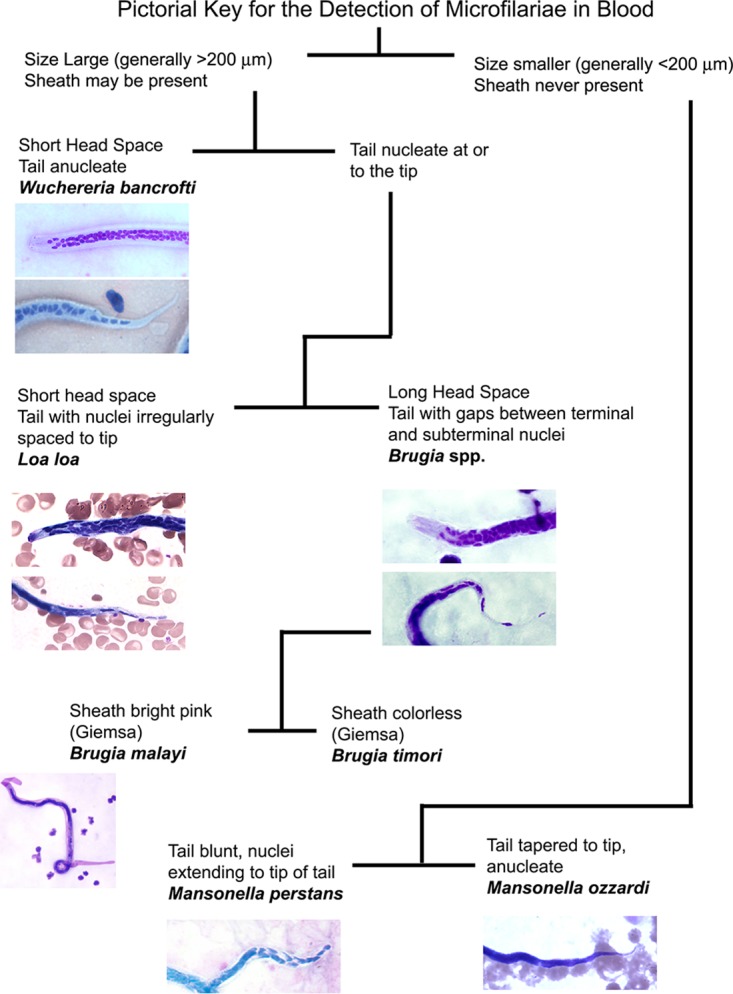 Wuchereria Bancrofti And Brugia Malayi