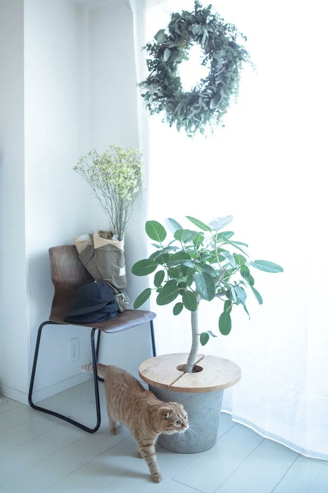 GINZA on Twitter: "【 #私と部屋 】 降り注ぐ自然光、植物、ぬくもりの質感。愛猫と一緒にくつろげる部屋 https://buff.ly/39WYNmX"