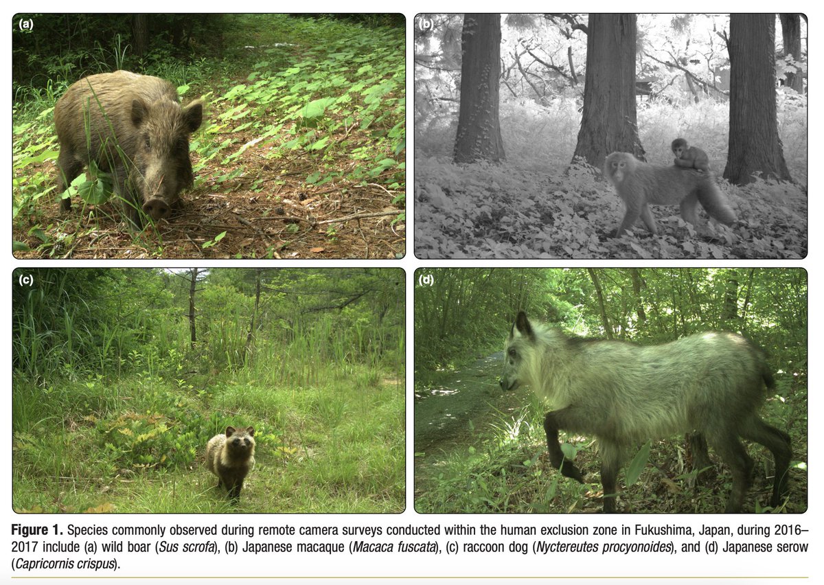 The Fukushima Daiichi Nuclear Power Plant disaster is teaching us a lot ...